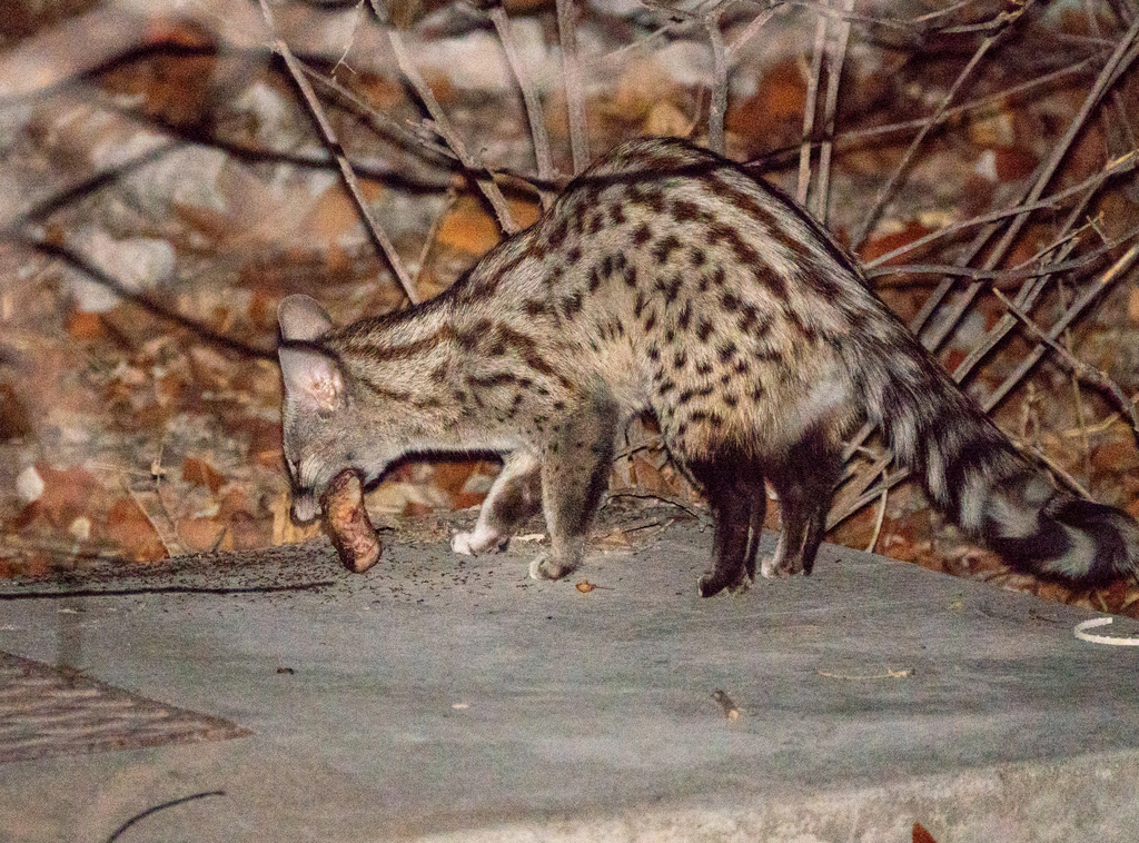 Southern Small-spotted Genet (Genetta felina) - Know Your Mammals