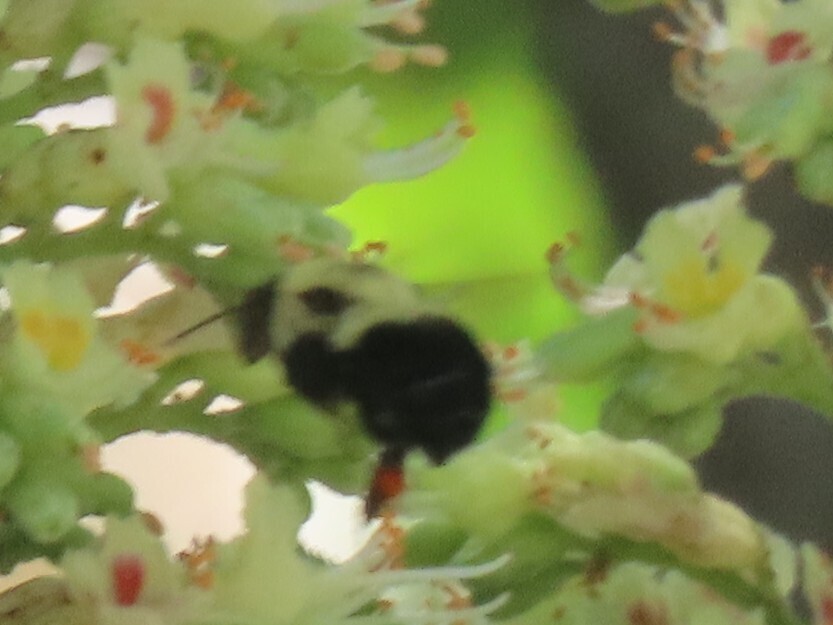 Two-spotted Bumble Bee from Birmingham Buckeye on May 9, 2025 by Kathy ...