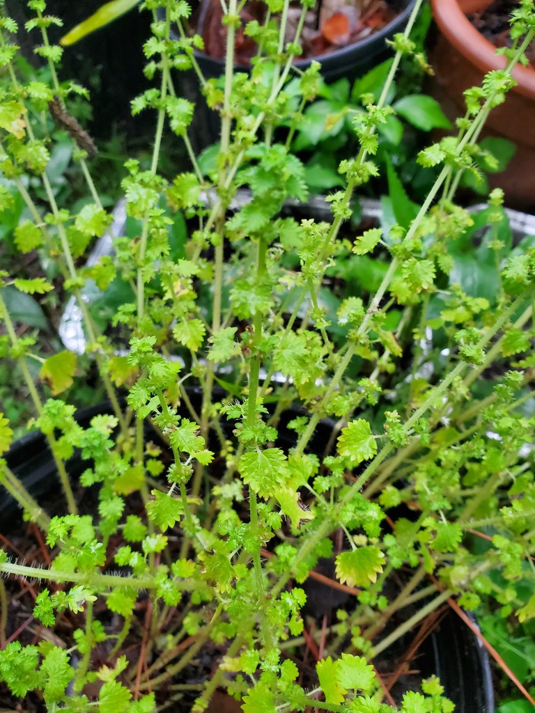 heartleaf nettle from Walker County, TX, USA on April 5, 2025 at 05:11 ...