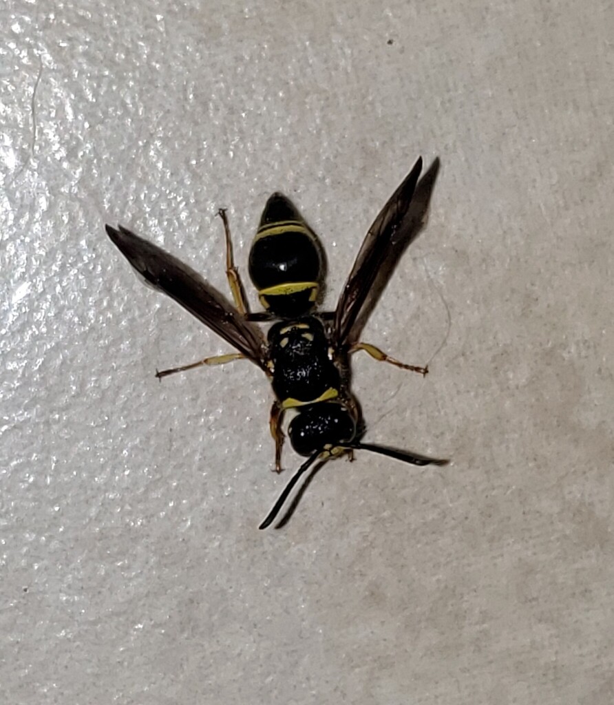 Smiling Mason Wasp from Walker County, TX, USA on April 05, 2025 at 09:22 PM by Eric Keith ...