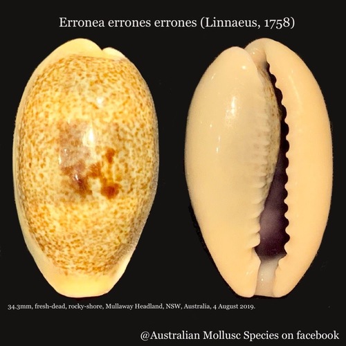 Subspecies Erronea errones errones · iNaturalist