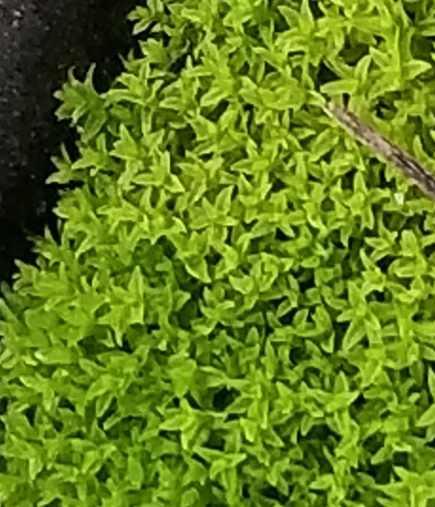 Pottiaceae from Djúpivogur, Iceland on August 28, 2019 at 10:01 AM by c ...