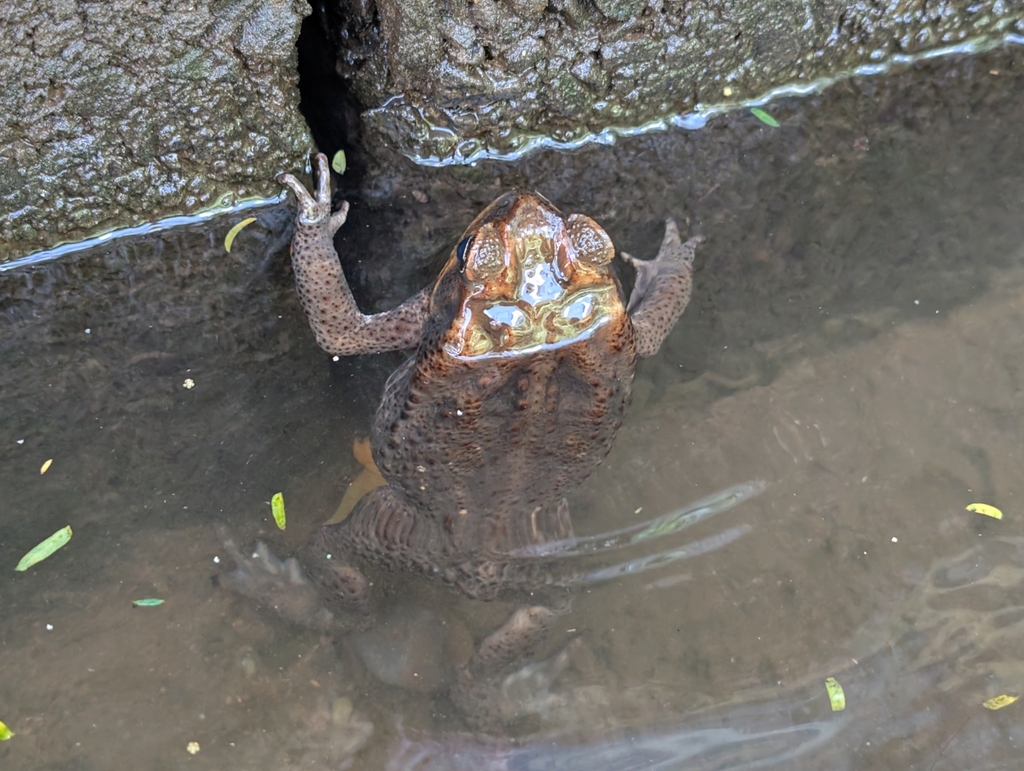 Cane Toad from Halawa, HI, USA on May 10, 2025 at 11:39 AM by Damien ...