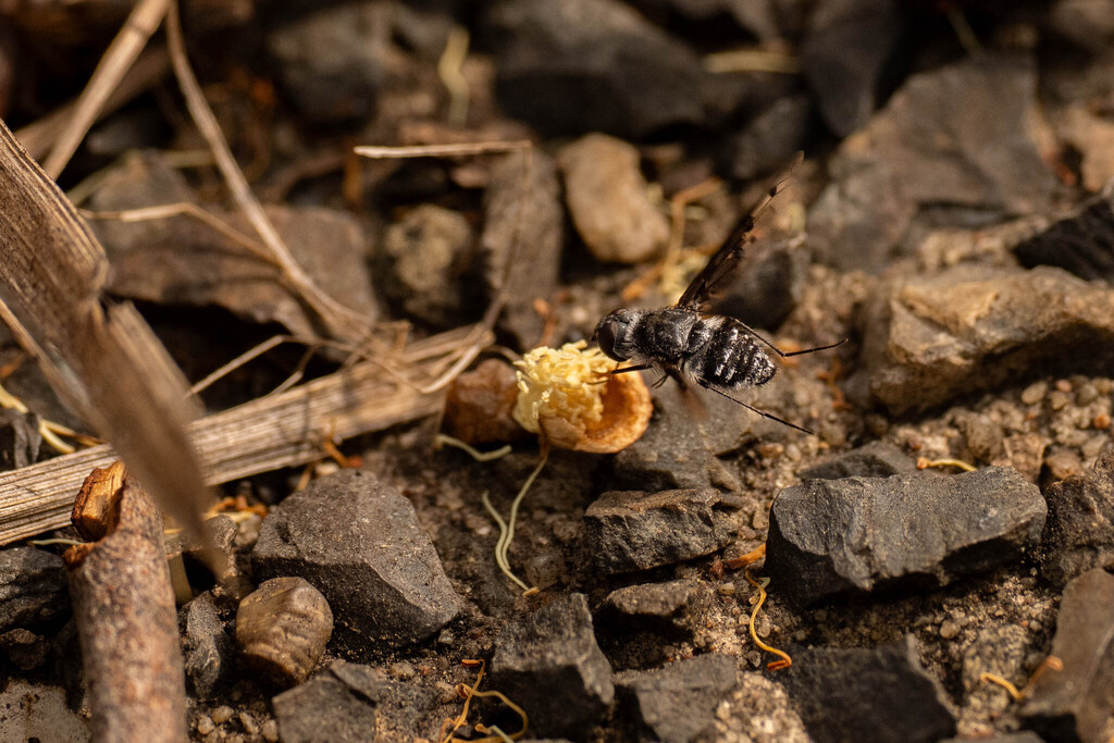 Charcoal Bee Flies from Darwin NT, Australia on April 27, 2025 at 03:26 ...