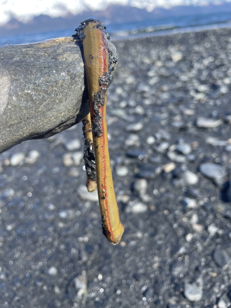 Polychaete Worms from Derby Cove, AK, US on May 10, 2025 at 05:30 PM by ...