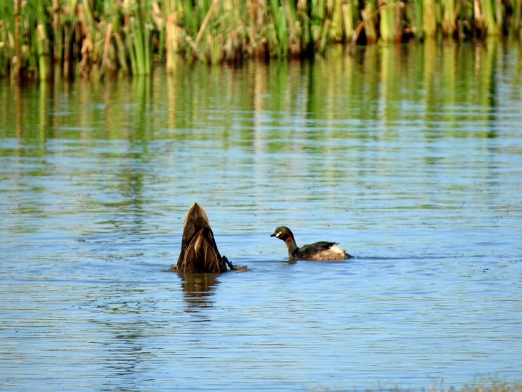 Australasian Grebe from Kippa-Ring QLD 4021, Australia on September 4 ...