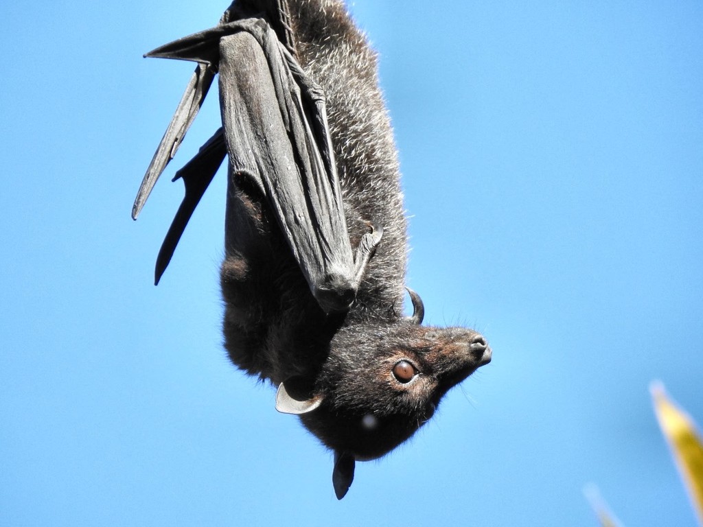 Black Flying Fox from Trilby St near George St, Redcliffe QLD 4020 ...
