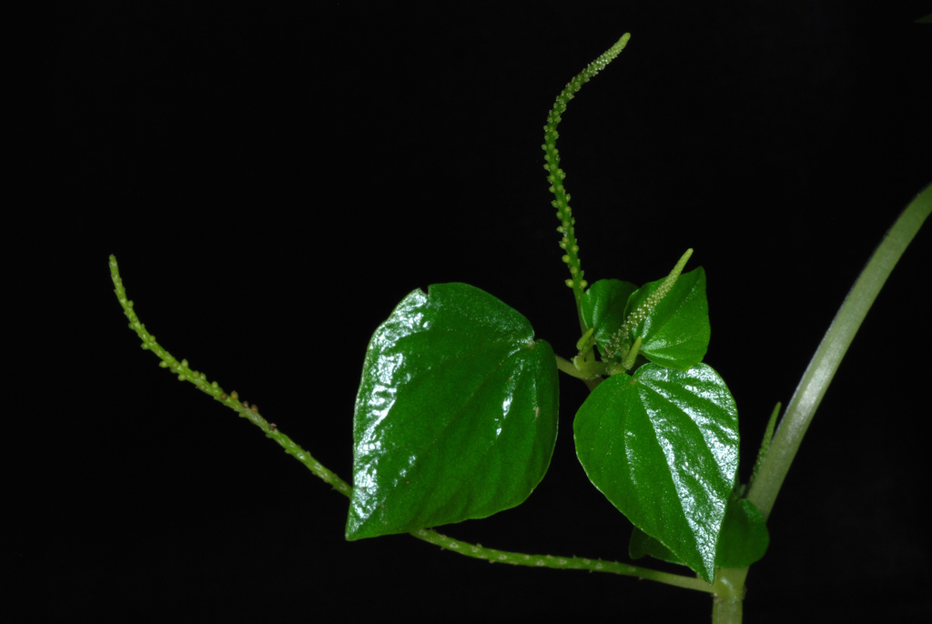 Pepper elder (Peperomia pellucida) - Botanical Realm