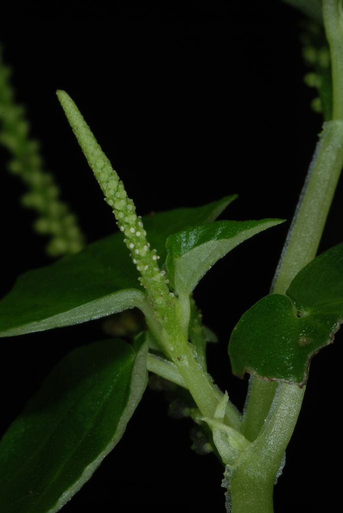Pepper elder (Peperomia pellucida) - Botanical Realm
