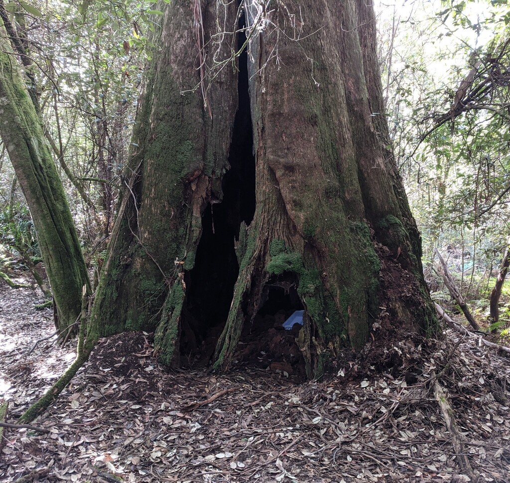 Australian Mountain Ash from Nietta TAS 7315, Australia on May 10, 2025 ...