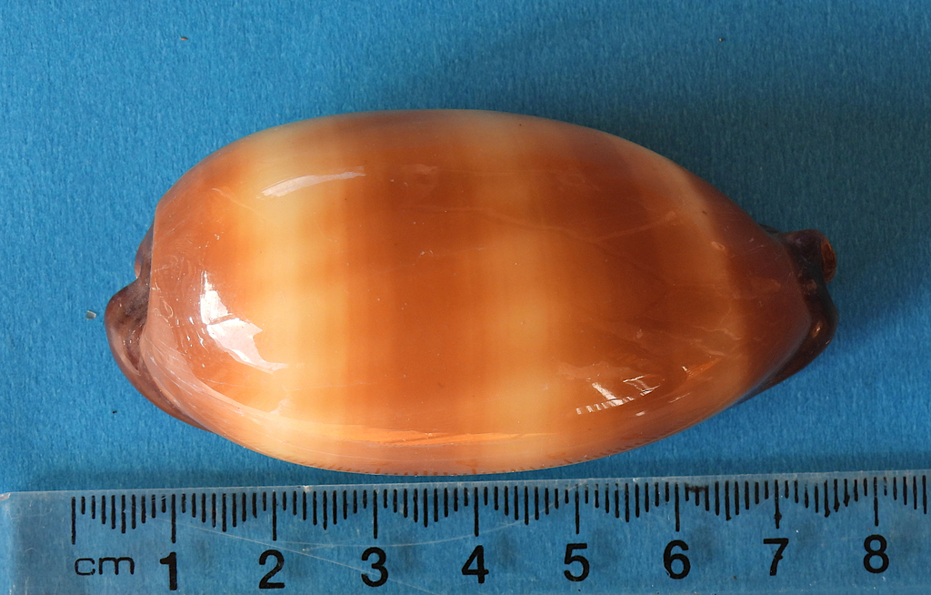 Mole Cowrie from Nyali Beach, Mombasa, Kenya on September 10, 1970 at ...