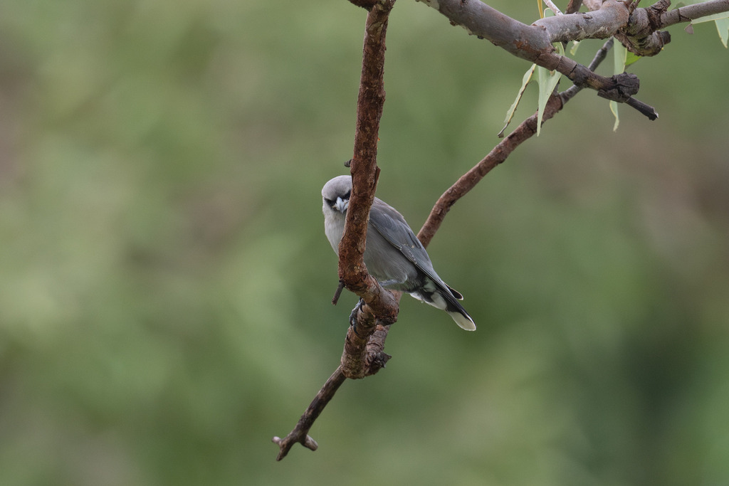 Black-faced Woodswallow from Katherine NT 0850, Australia on April 12 ...