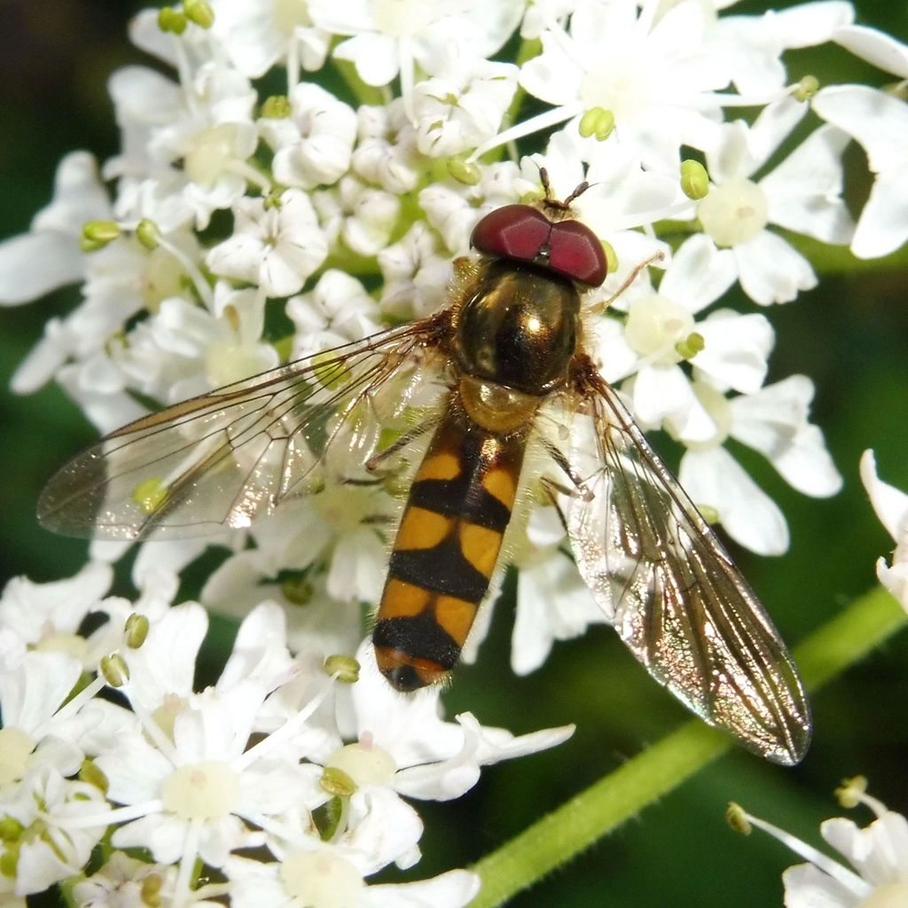 Spotted Meliscaeva (Madeira Hoverflies) · iNaturalist