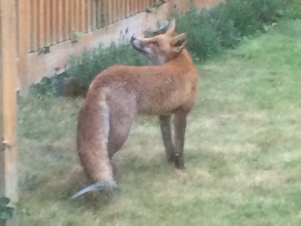 Red Fox from Great Britain, Brighton, England, GB on September 04, 2019 ...
