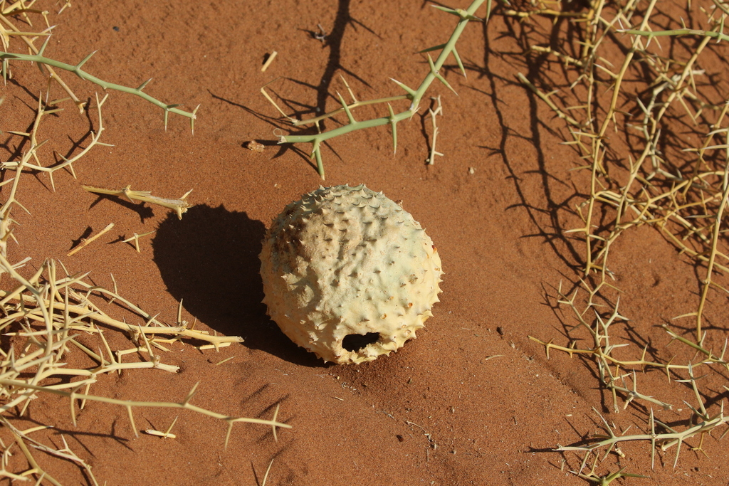!Nara Melon (Acanthosicyos horridus) - Botanical Realm