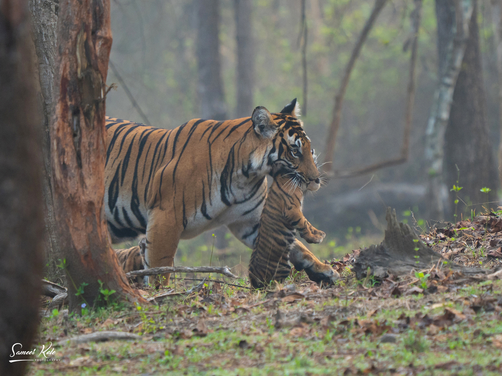 Bengal Tiger in March 2025 by sameer_kote · iNaturalist