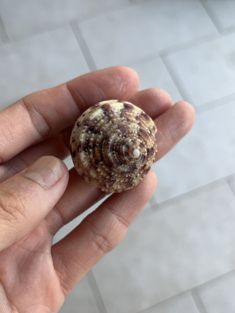 Turbo gruneri from Shoalwater Bay, Peron, WA, AU on May 11, 2025 at 04: ...