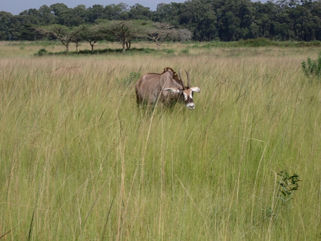Southern Roan Antelope from Manzini, Eswatini on May 01, 2025 at 09:15 ...