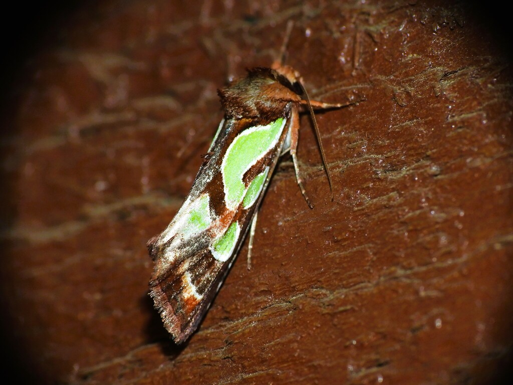 Green-blotched Moth from Coomba Park NSW 2428, Australia on May 11 ...