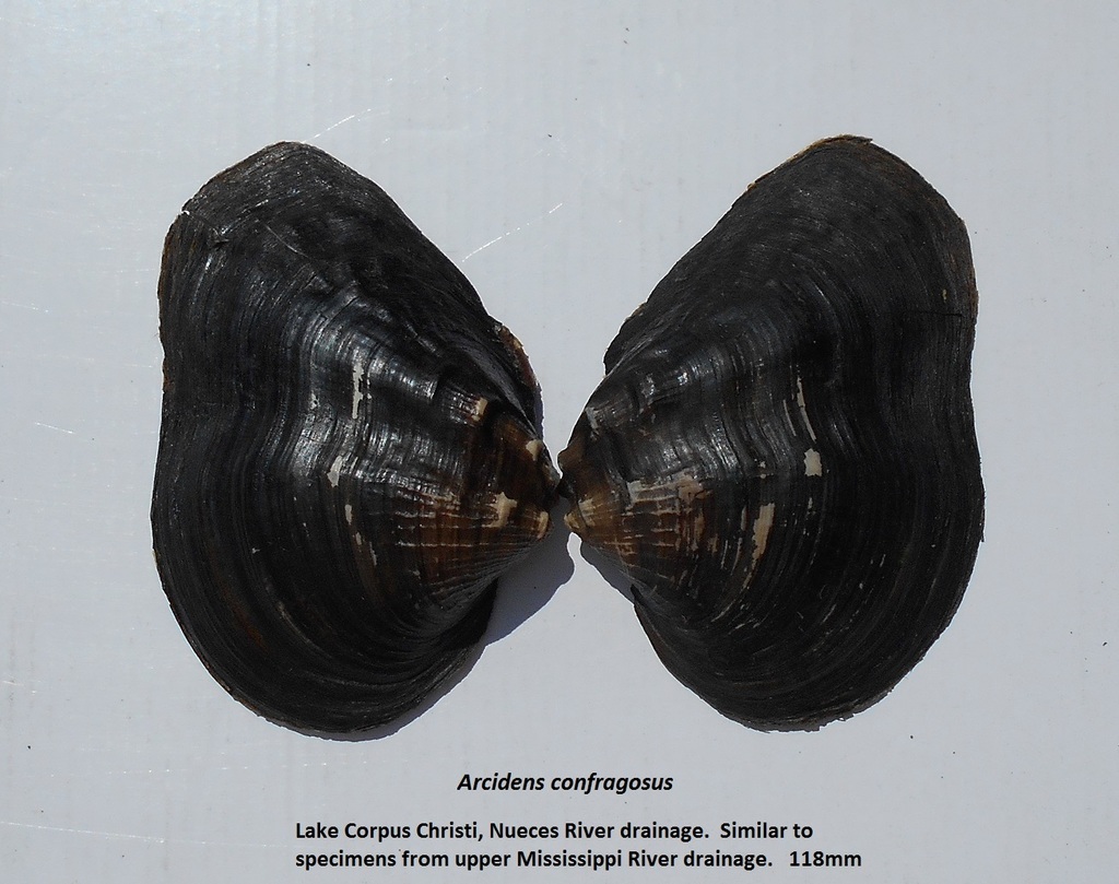 Rock-pocketbook (Mussels of the Upper Green River, KY) · iNaturalist