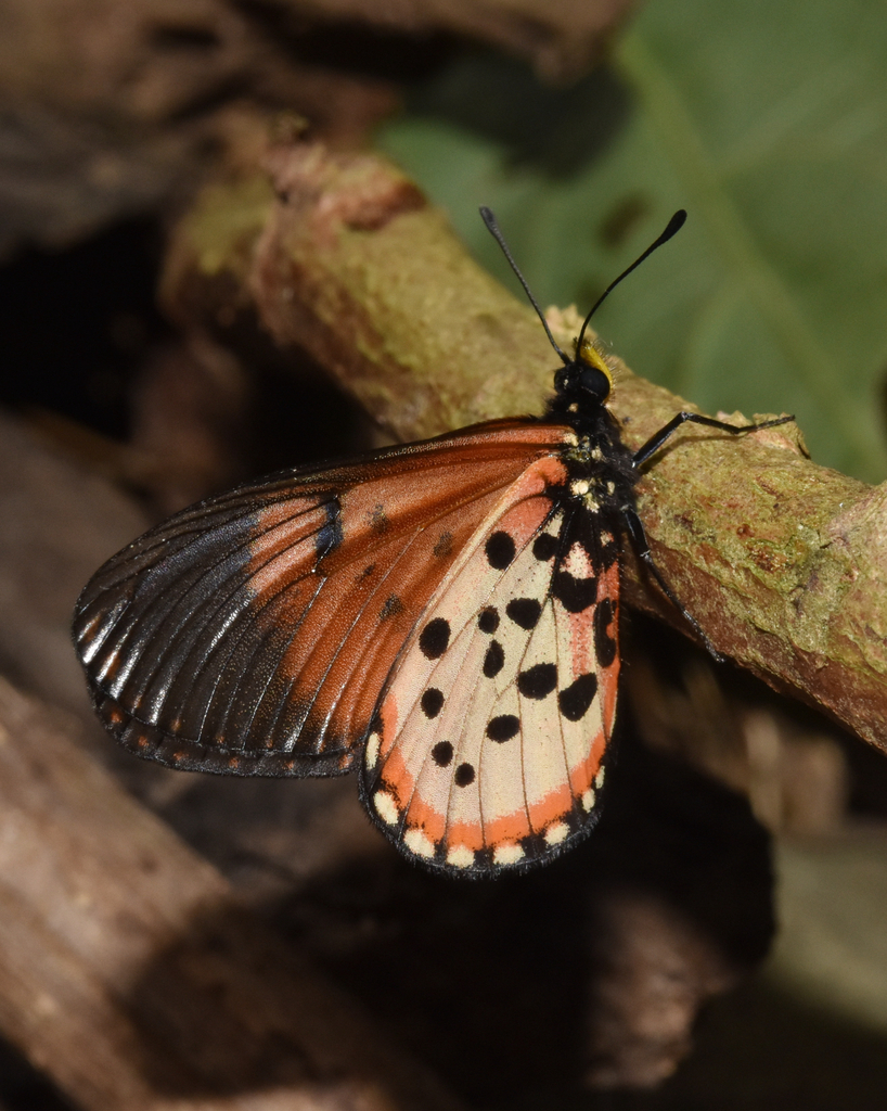 Garden Acraea from Tyburn Way, Westville, KwaZulu-Natal, ZA on May 3 ...