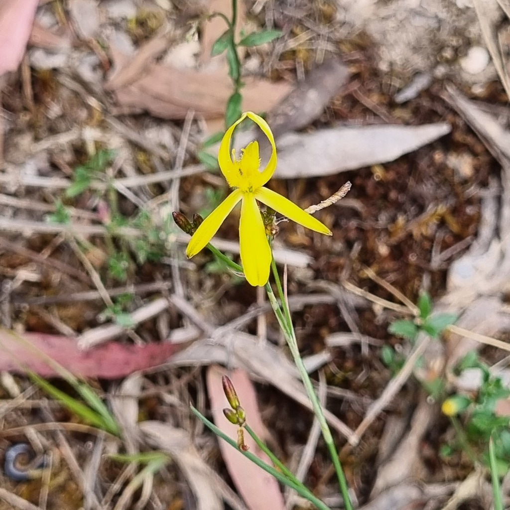 yellow rush-lily in December 2023 by blake_s_c · iNaturalist