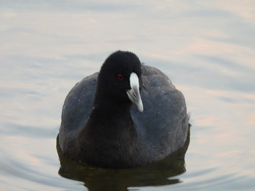 Australasian Coot from Ballarat VIC, Australia on May 11, 2025 at 05:28 ...
