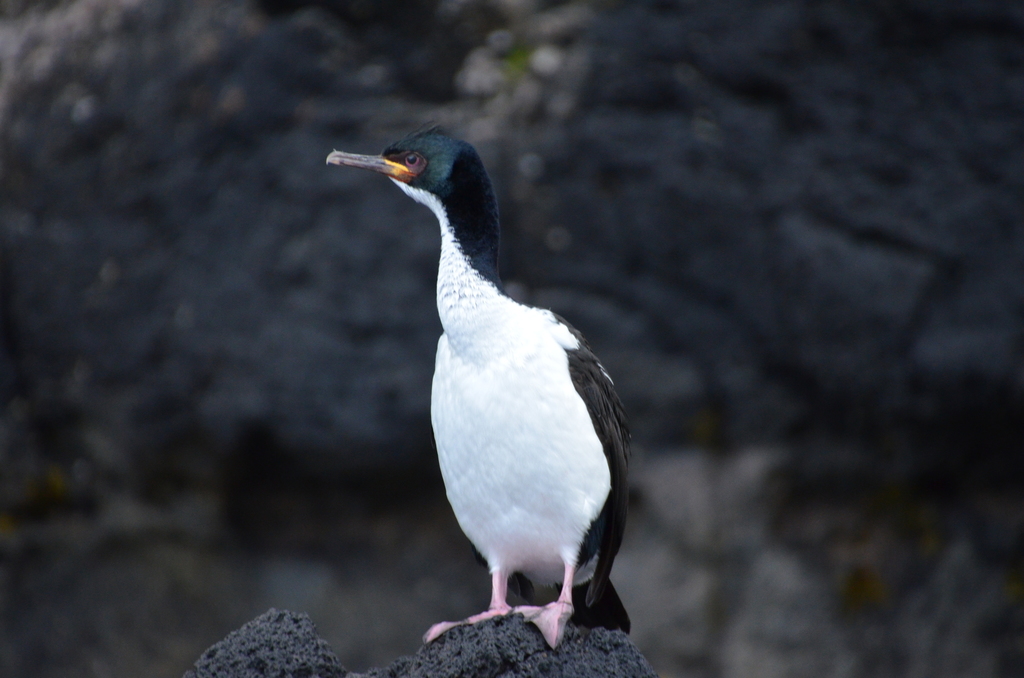 Auckland Island Shag in December 2015 by Jane Gosden · iNaturalist