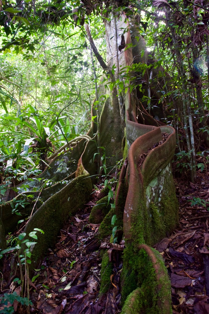(Artocarpus) - Botanical Realm