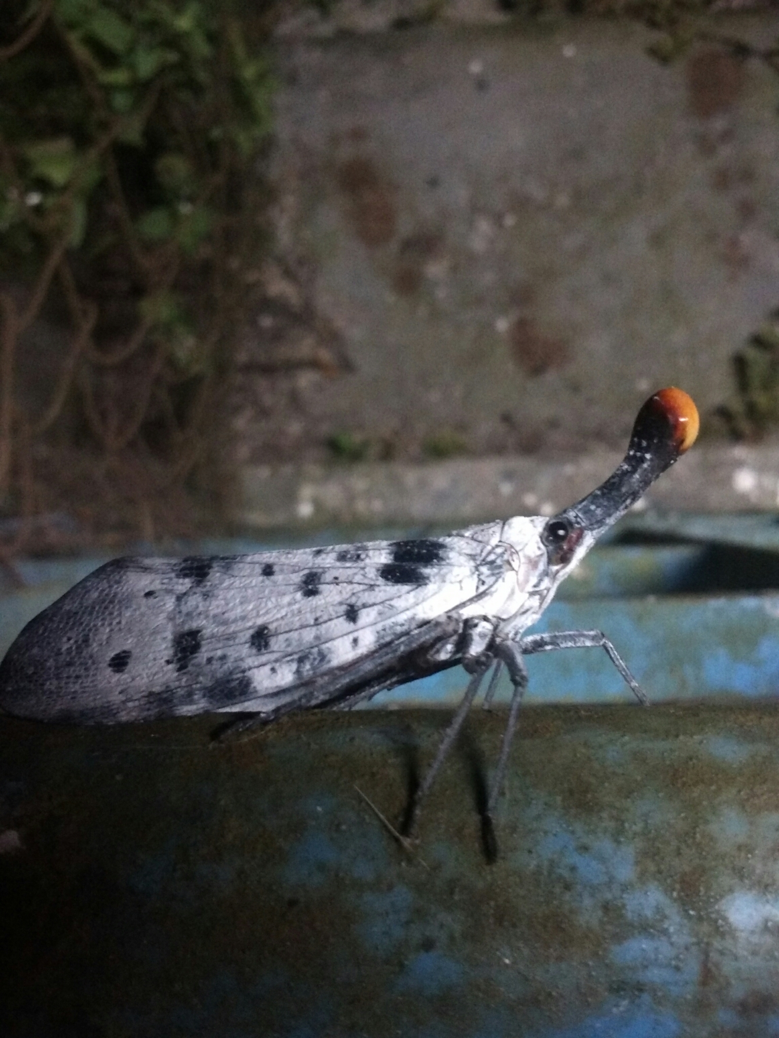 Pyrops clavatus (Westwood, 1839)