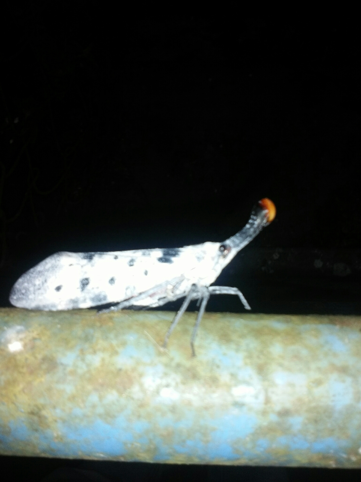 Pyrops clavatus (Westwood, 1839)