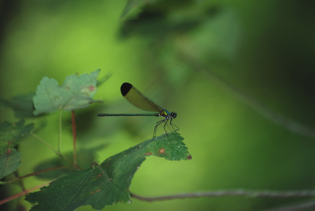Sparkling Jewelwing from Caroline County, MD, USA on July 19, 2009 by ...