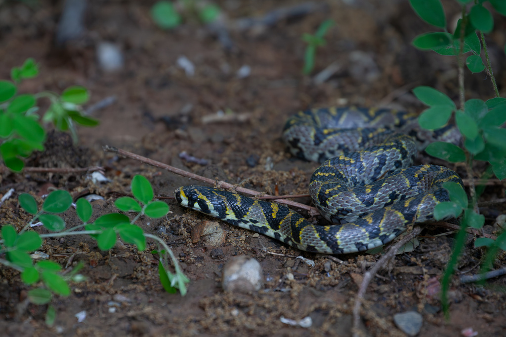 Mandarin Ratsnake in May 2025 by night-heron · iNaturalist
