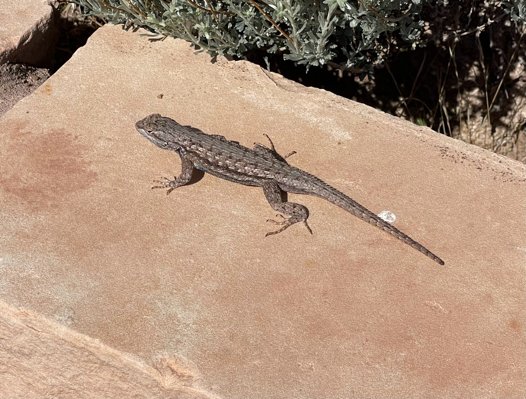 Plateau Fence Lizard from Giant Logs Trail, Snowflake, AZ, US on May 11 ...