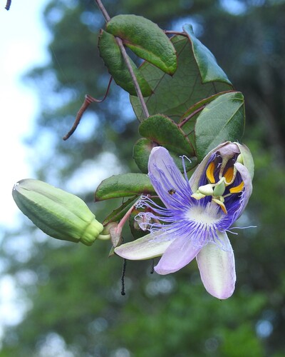 Passiflora stipulata · iNaturalist