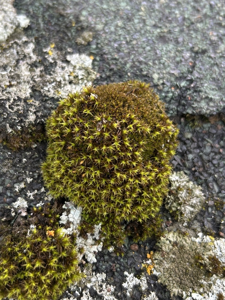 Star Moss in May 2025 by Ryan Grow · iNaturalist