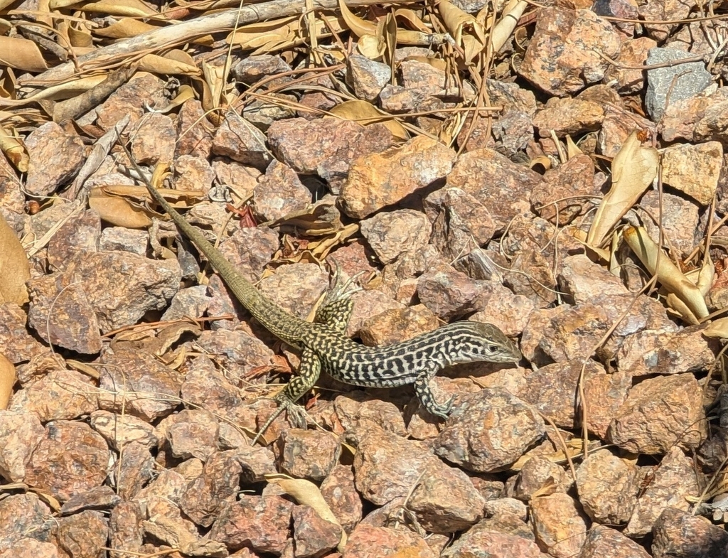 Common Checkered Whiptail from Chaparral Park North, El Paso, TX 79912 ...