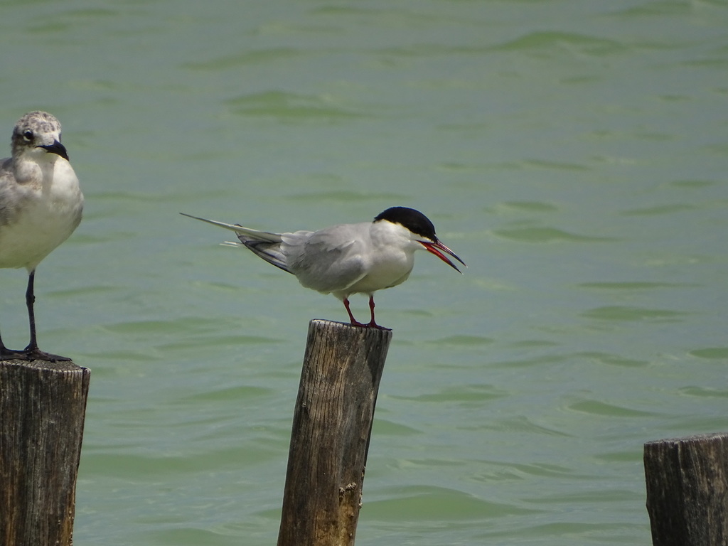 Common Tern from Chuburna Puerto, Chuburná, Yuc., México on April 24 ...