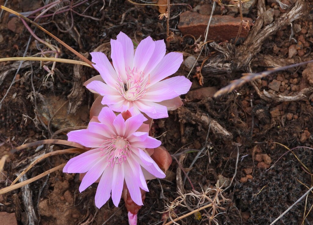 Bitterroot from Yakima County, WA, USA on May 10, 2025 at 03:56 PM by ...