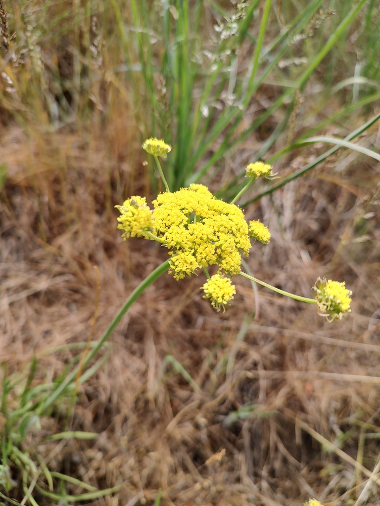 Ternate Desert-parsley from Pullman, WA 99163, USA on May 11, 2025 at ...