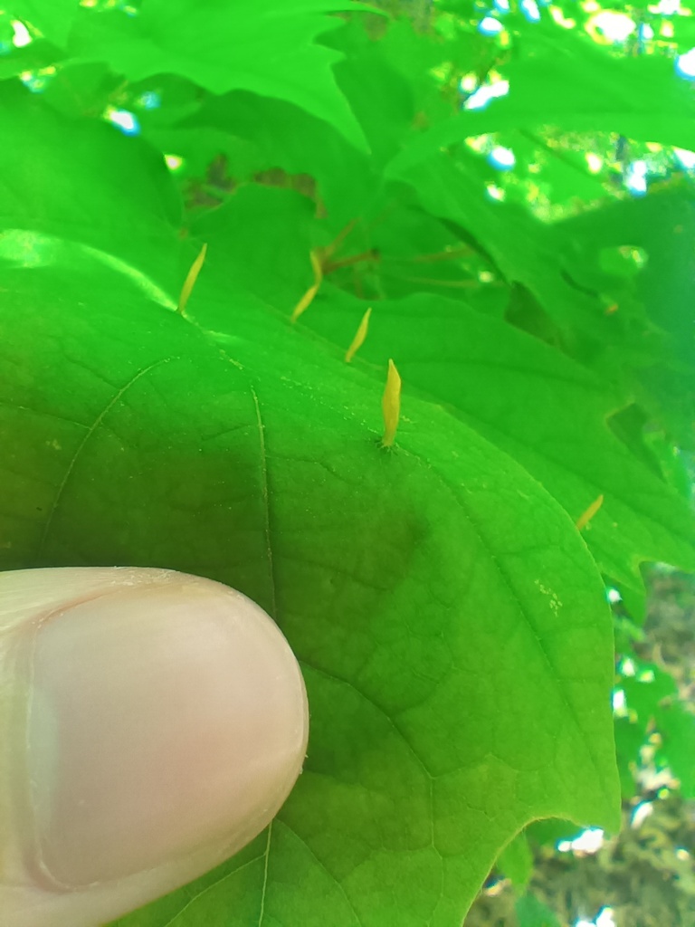 Maple Spindle Gall Mite from Vermillion, Indiana, United States on May ...