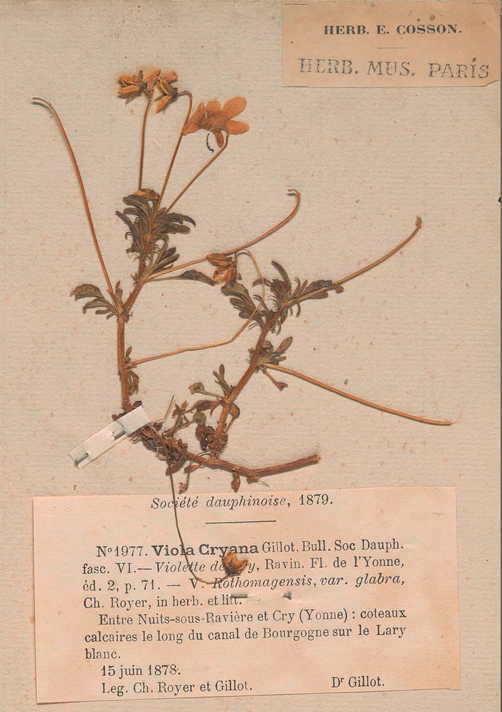 Cry Violet (Viola cryana) - Botanical Realm