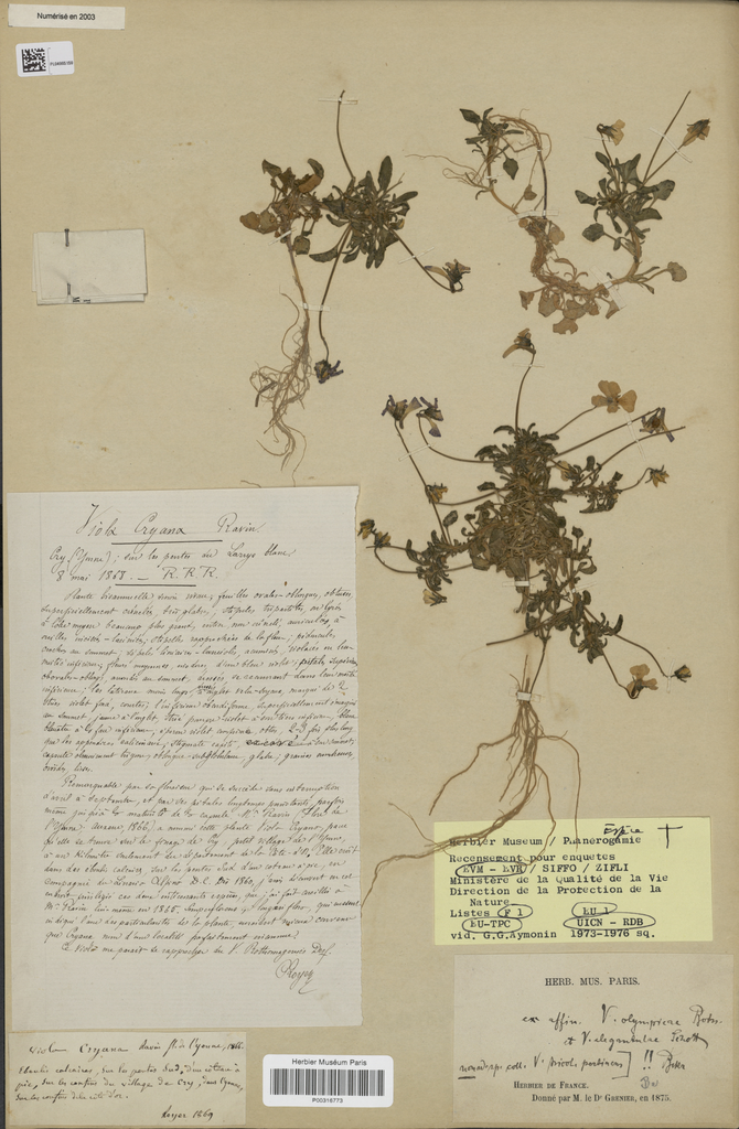 Cry Violet (Viola cryana) - Botanical Realm