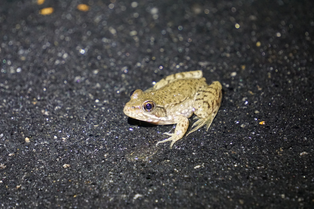 Green Frog from Spalding, Georgia, United States on May 10, 2025 at 10: ...