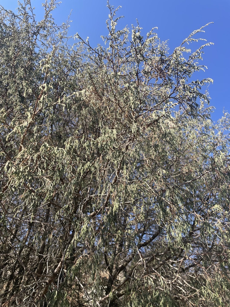 cedar of Goa from San Felipe, Gto., MX on May 11, 2025 at 08:22 AM by ...