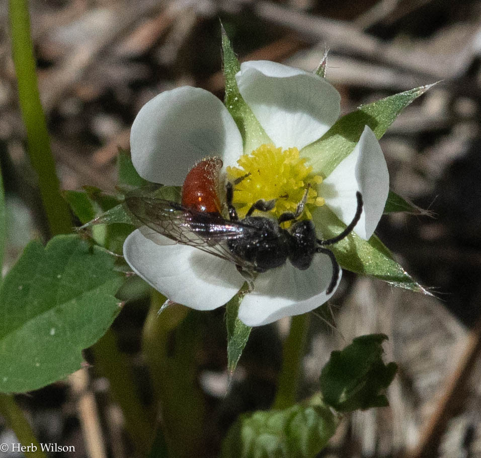 Sphecodes ranunculi from East River Road ROW, Skowhegan, ME 04976, USA ...