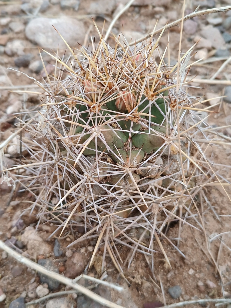 Stout Needle Mulee in June 2024 by Mauricio Alejandro Montes Ojeda ...