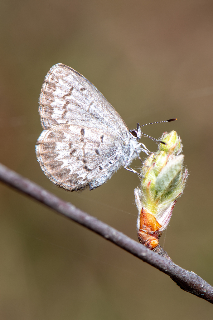 Northern Azure from Rural Municipality of Reynolds, MB, Canada on May ...