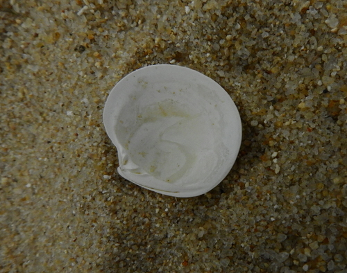elegant dosinia (North carolina marine molluscs) · iNaturalist