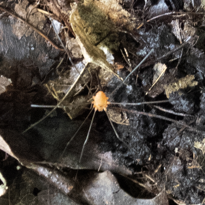 Leiobunum from Fen #4, Baltimore Woods Nature Center, Onondaga County ...